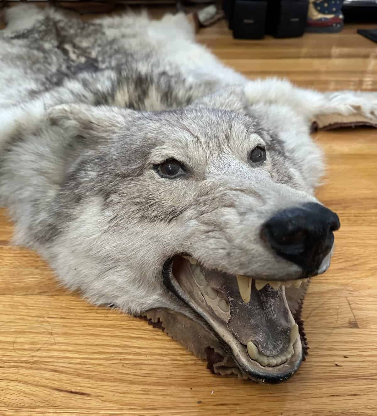 wolf taxidermy - Orion's Attic