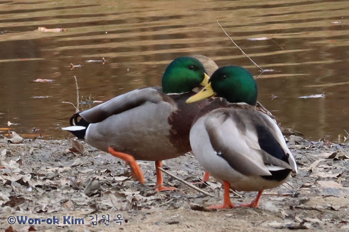 Mallards hugging kissing - Orion's Attic